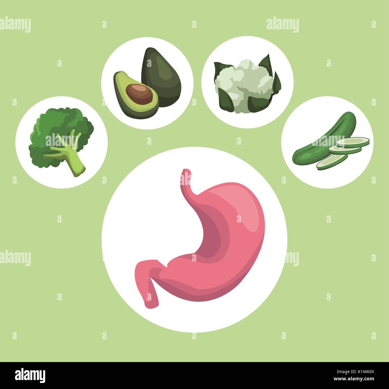 color background with circular frame stomach organ and green vegetables ...
