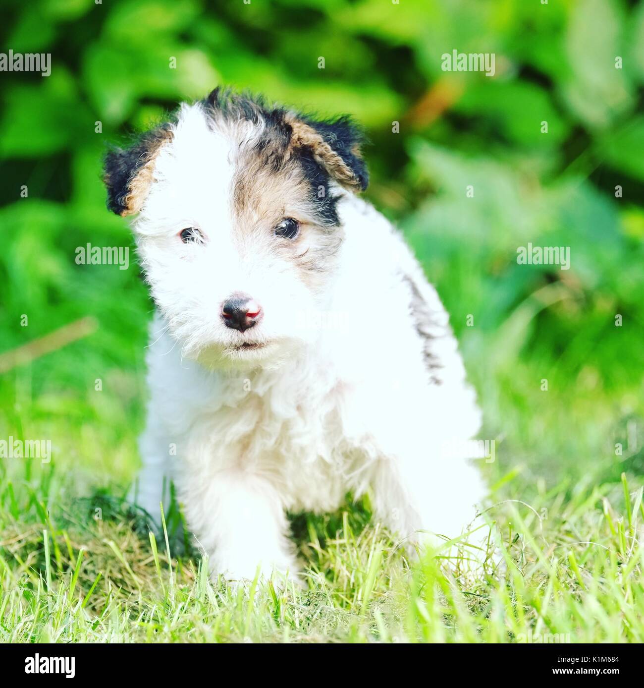 Fox Terriër puppy enjoying the sun in the grass Stock Photo - Alamy
