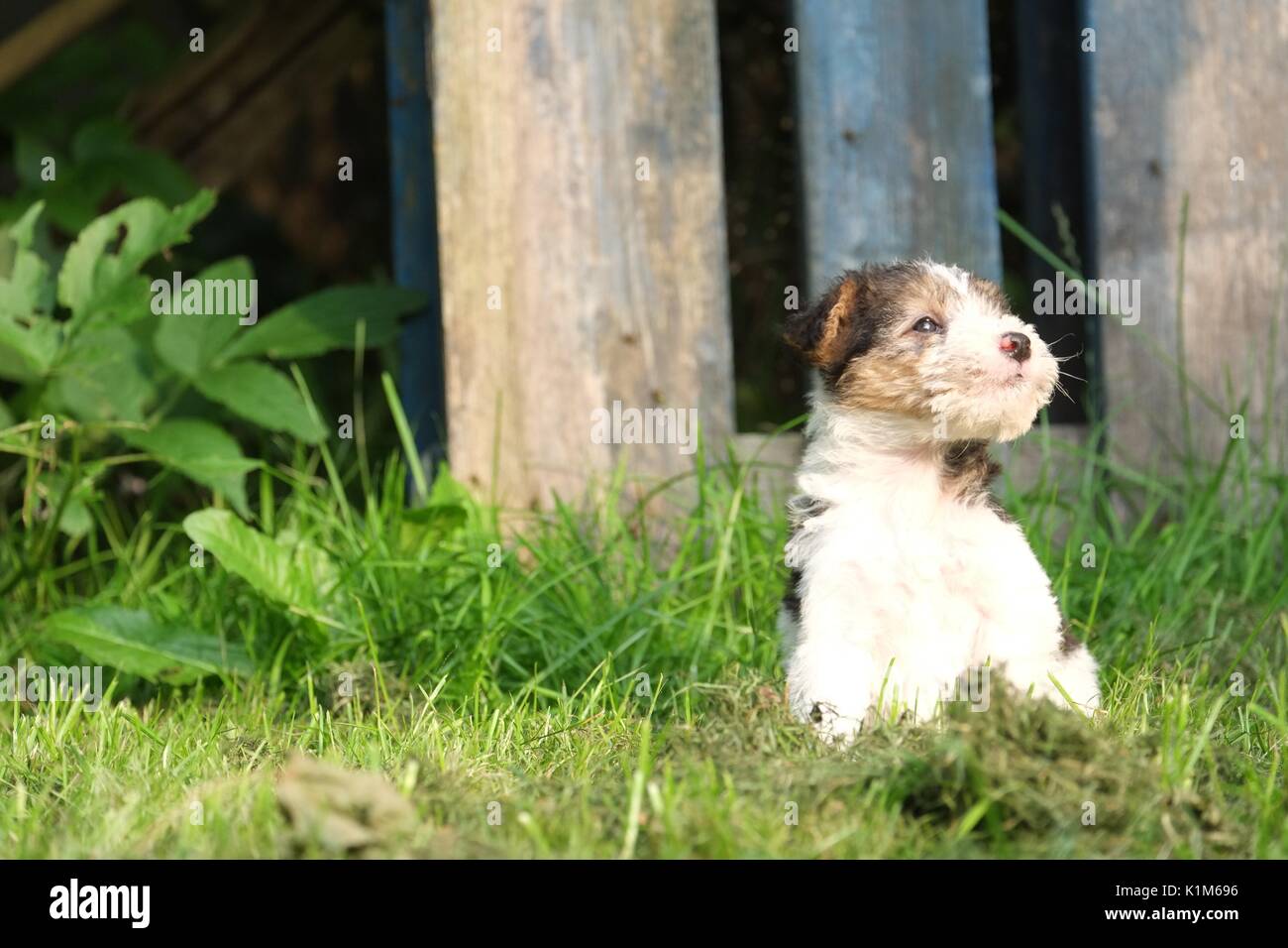 Fox Terriër puppy enjoying the sun in the grass Stock Photo - Alamy