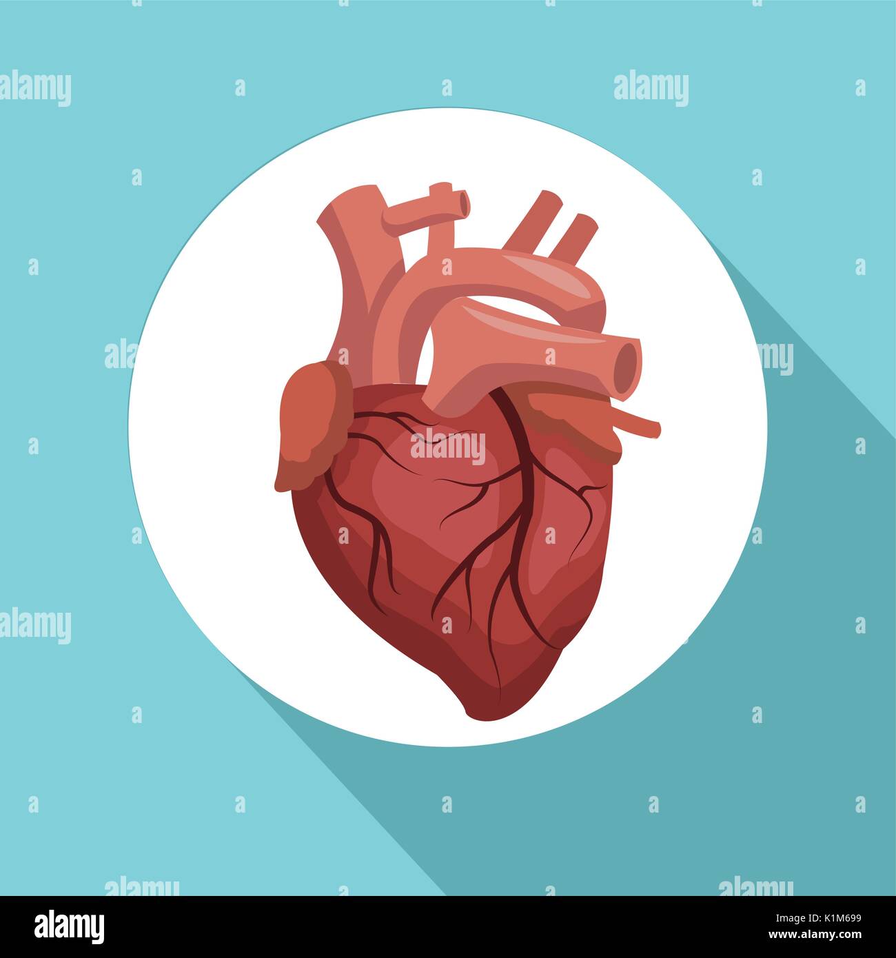 color background with circular frame heart organ human body Stock ...