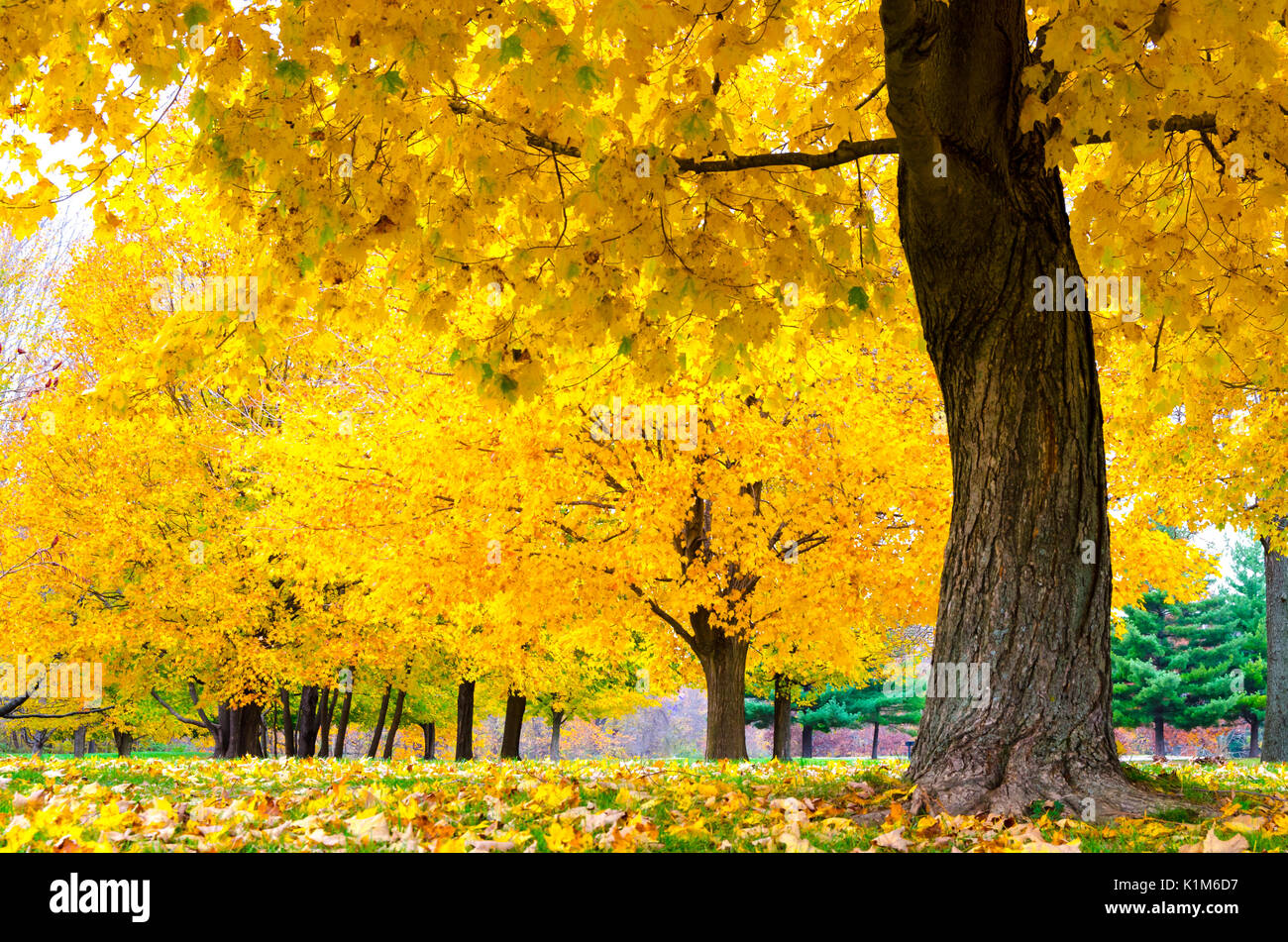 Yellow leaves on maple trees at Potato Creek State Park in North ...
