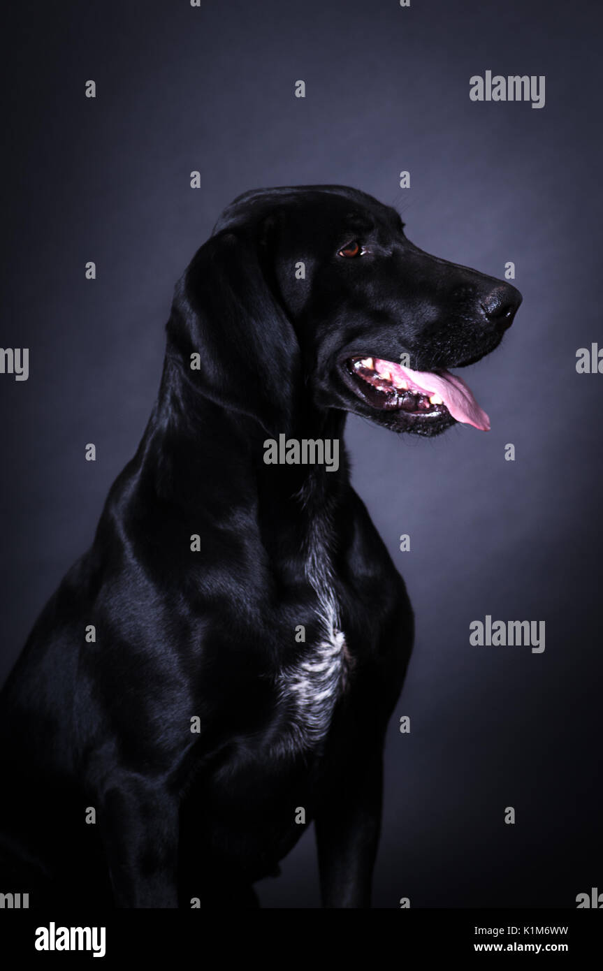 Black kurzhaar dog profile head portrait in studio Stock Photo - Alamy