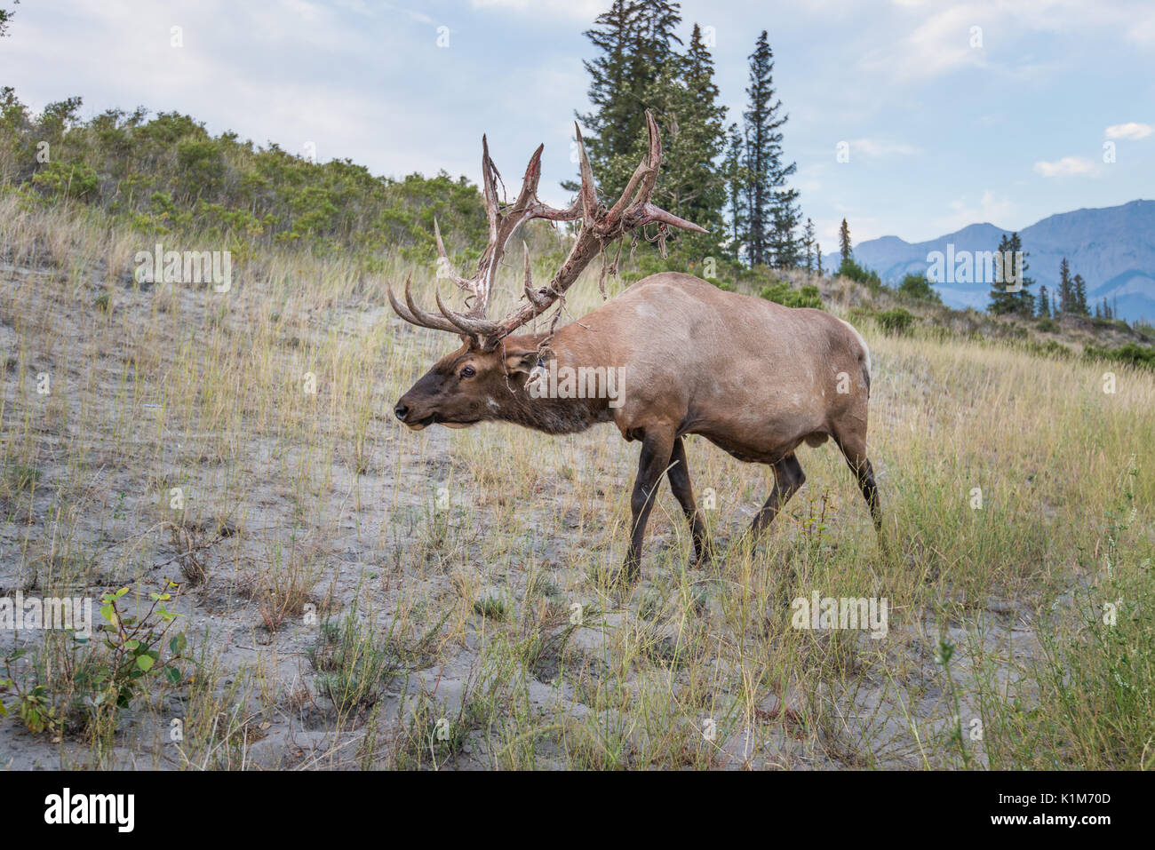 Bleeding antlers hi-res stock photography and images - Alamy