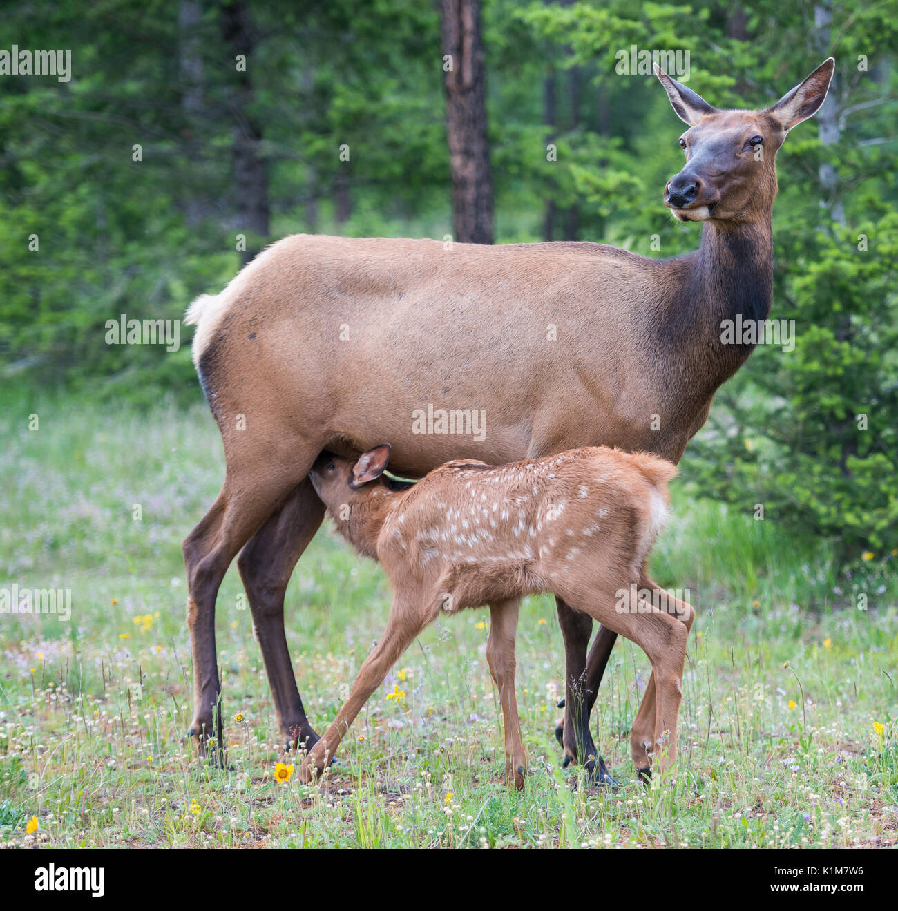 Calf Moose Nursing High Resolution Stock Photography and Images - Alamy