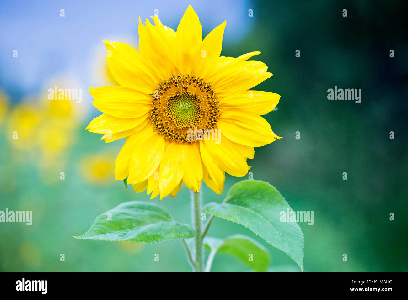Close up sunflower field grass hi-res stock photography and images - Alamy