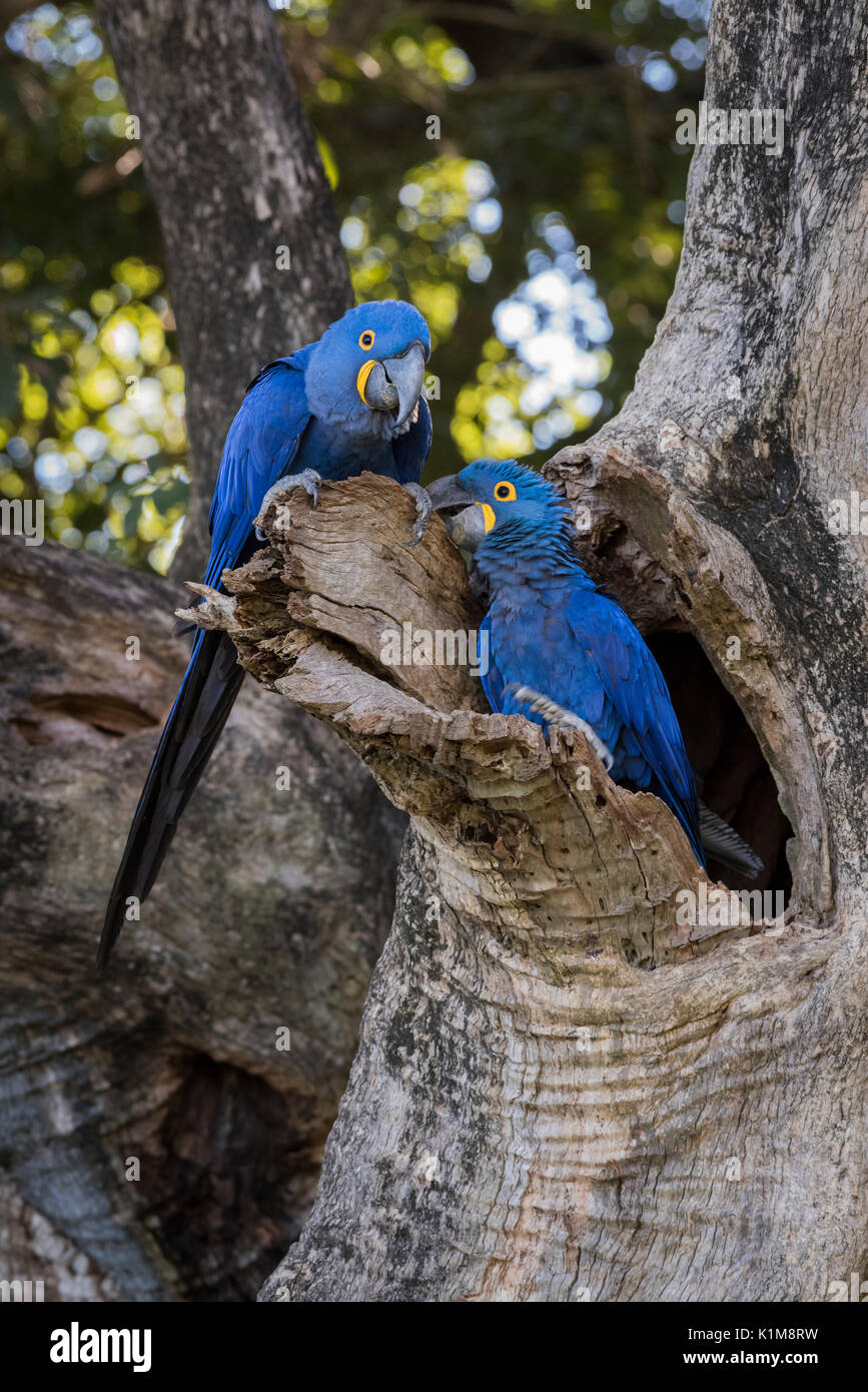 Baby Hyacinth Macaw