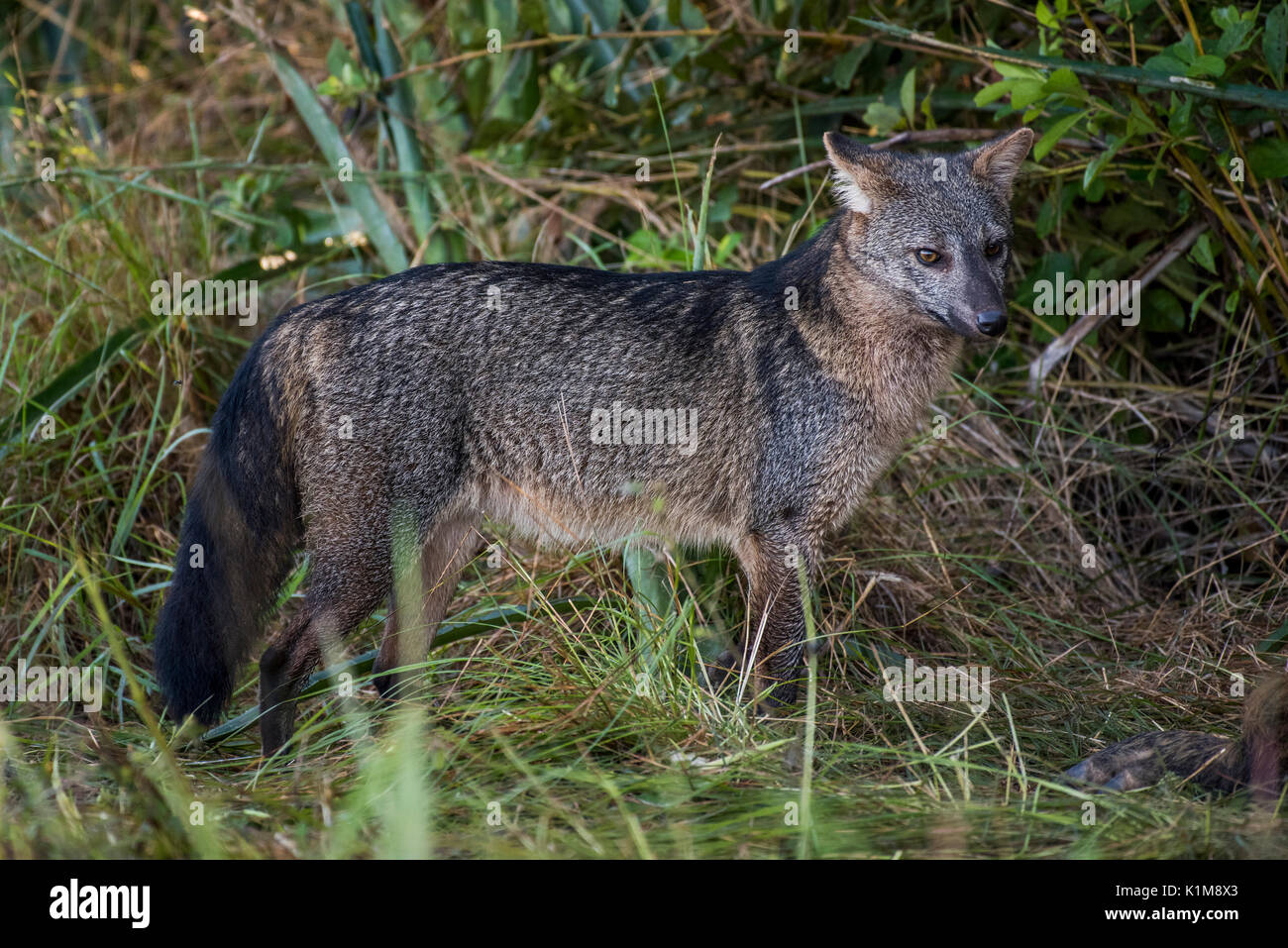 Hoary fox (Lycalopex vetulus) in dense bushes, Pantanal, Mato Grosso do ...