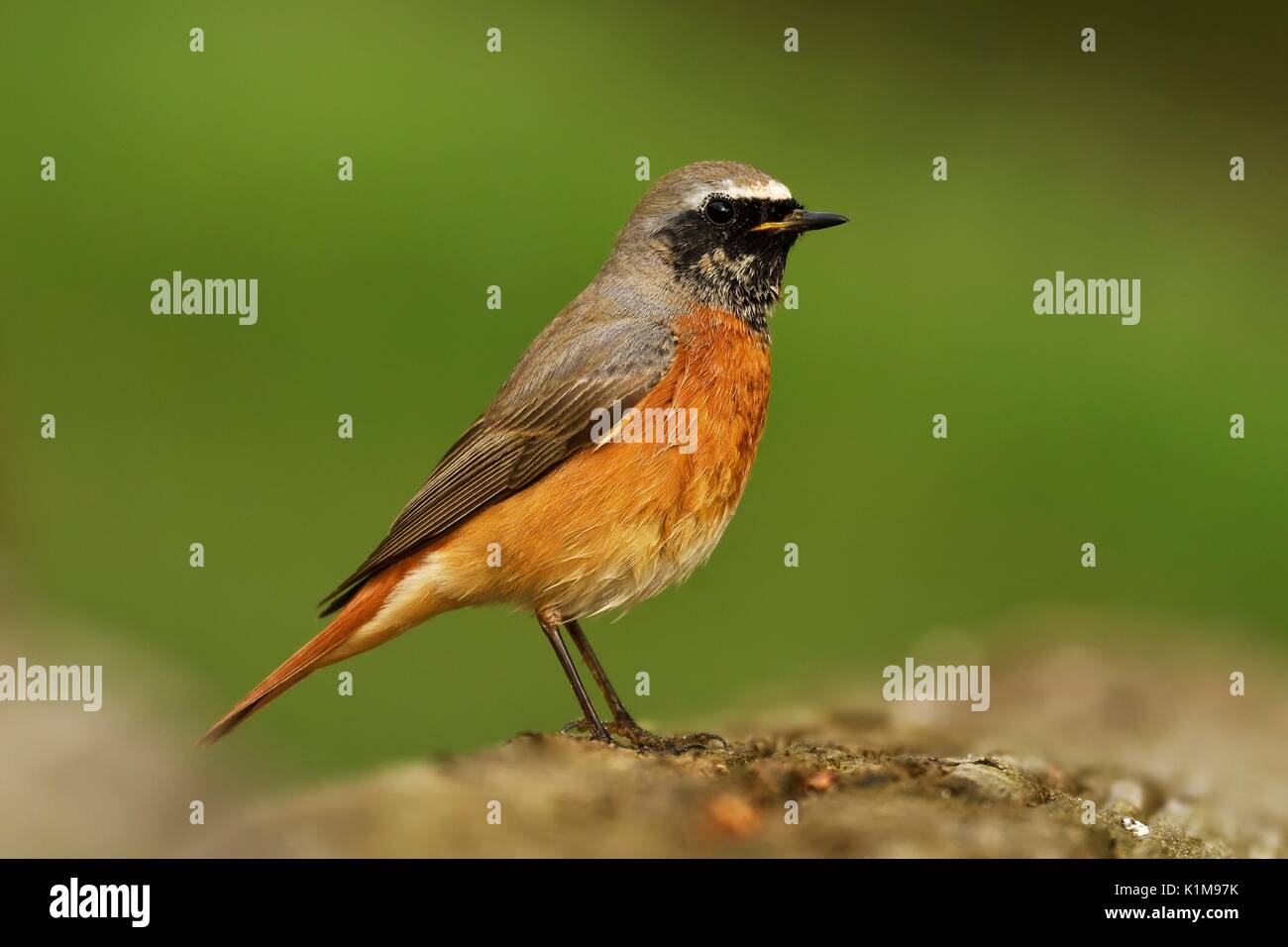Common redstart (Phoenicurus phoenicurus), male, Kiskunság National ...