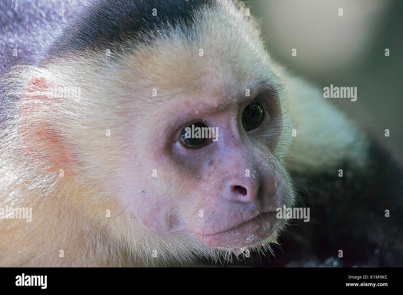 White headed capuchin hi-res stock photography and images - Alamy