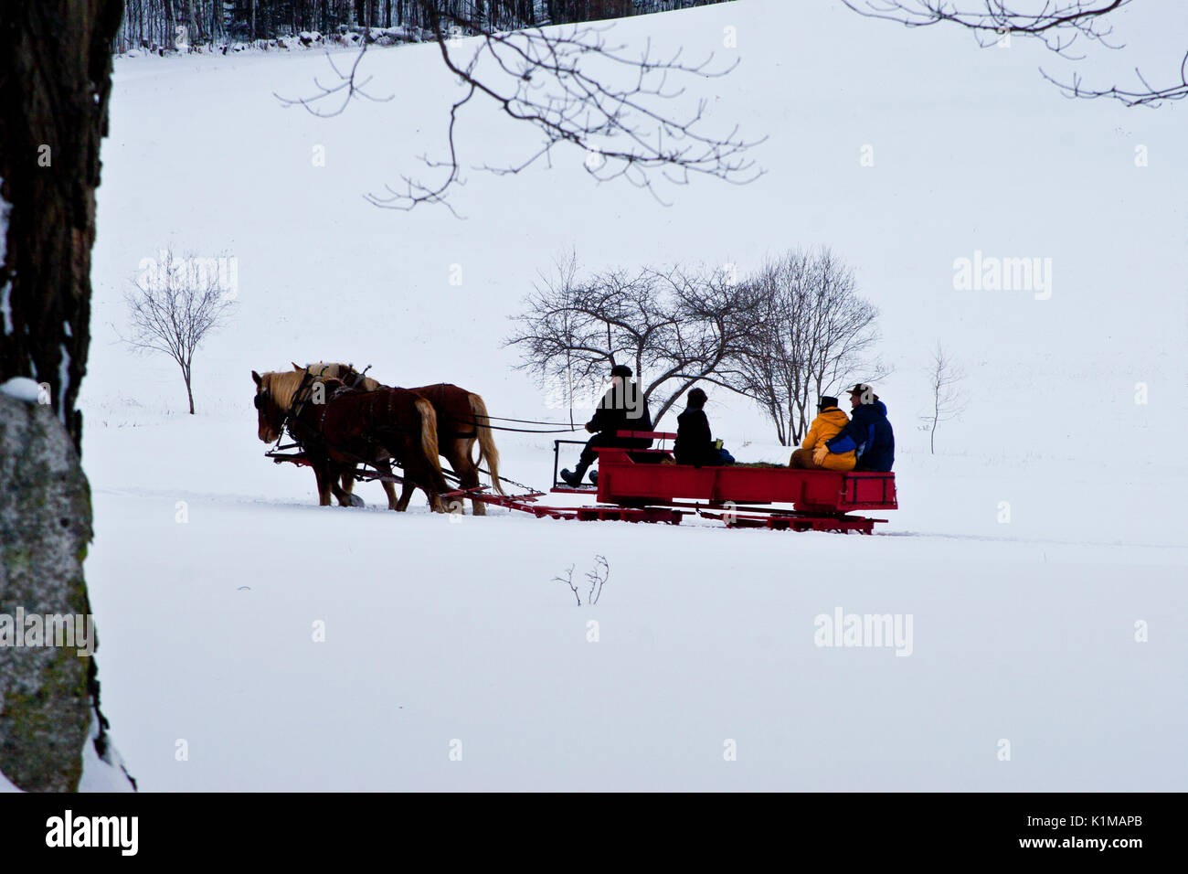 Horse drawn sleigh ride in the snow covered hills of Vermont, USA Stock ...