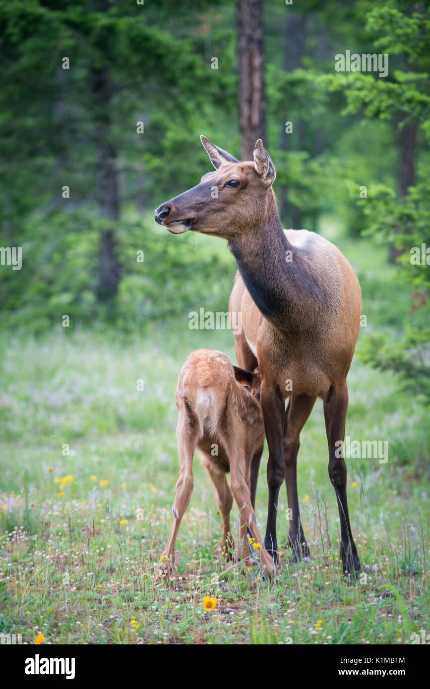 Calf Moose Nursing High Resolution Stock Photography and Images - Alamy