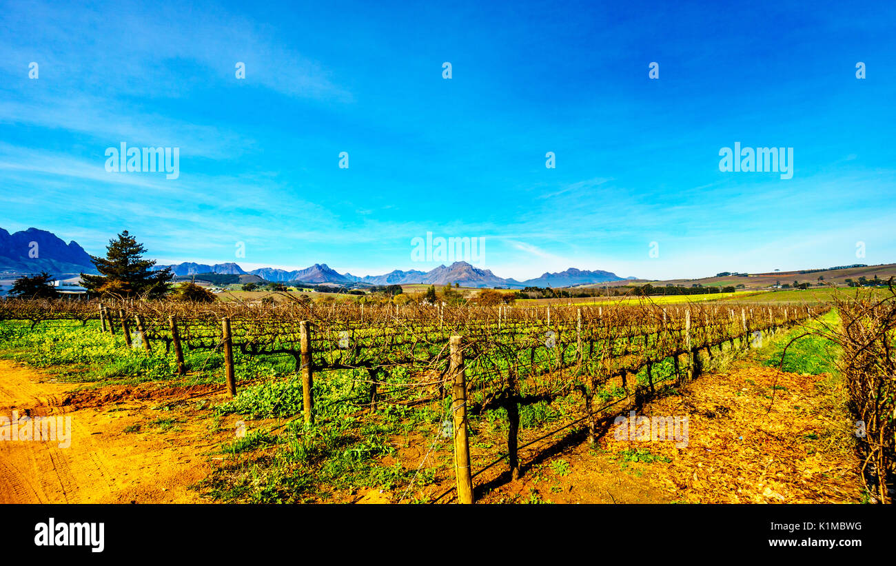 Vineyards in the wine region of Stellenbosch in the Western Cape of ...