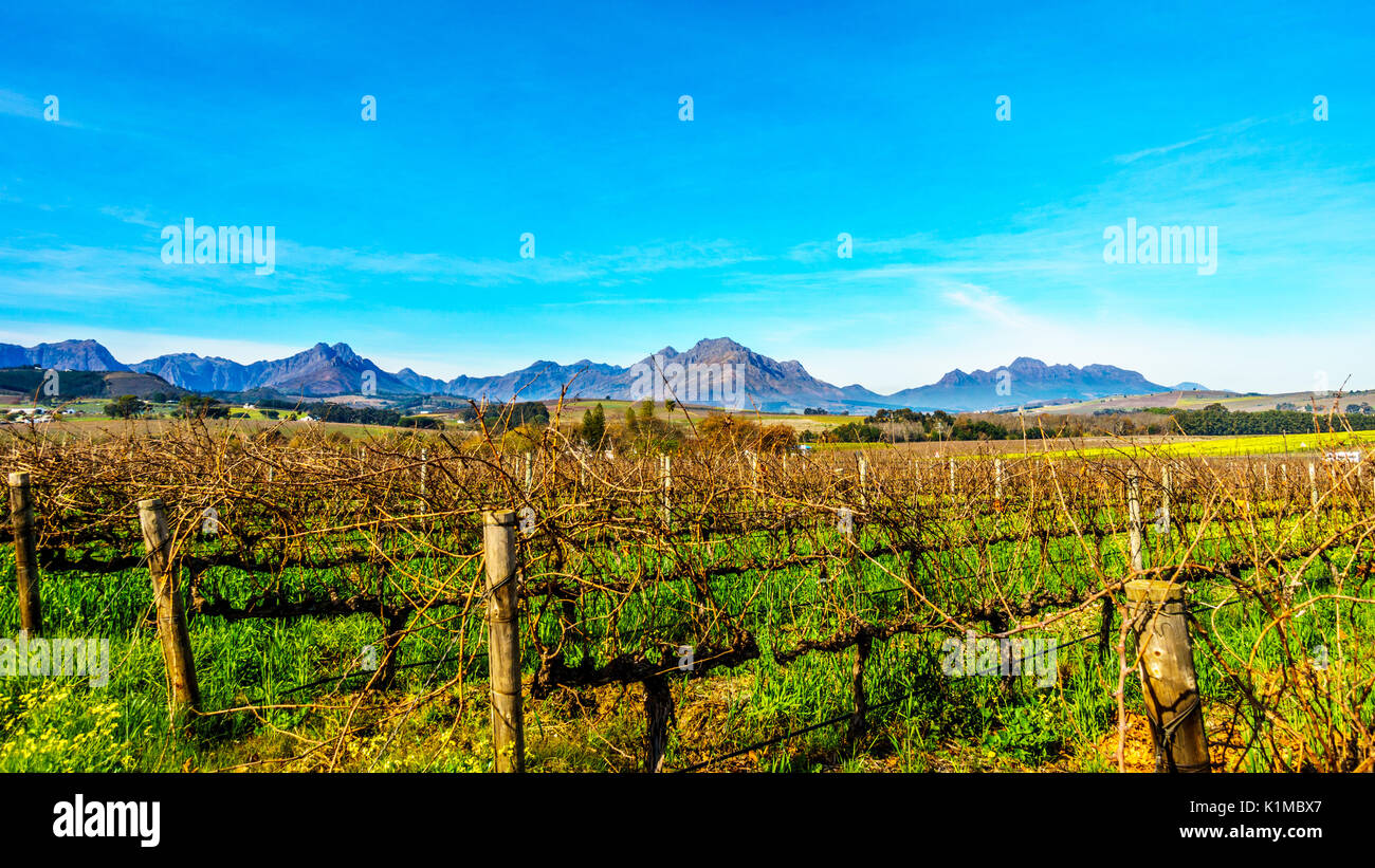Vineyards in the wine region of Stellenbosch in the Western Cape of ...
