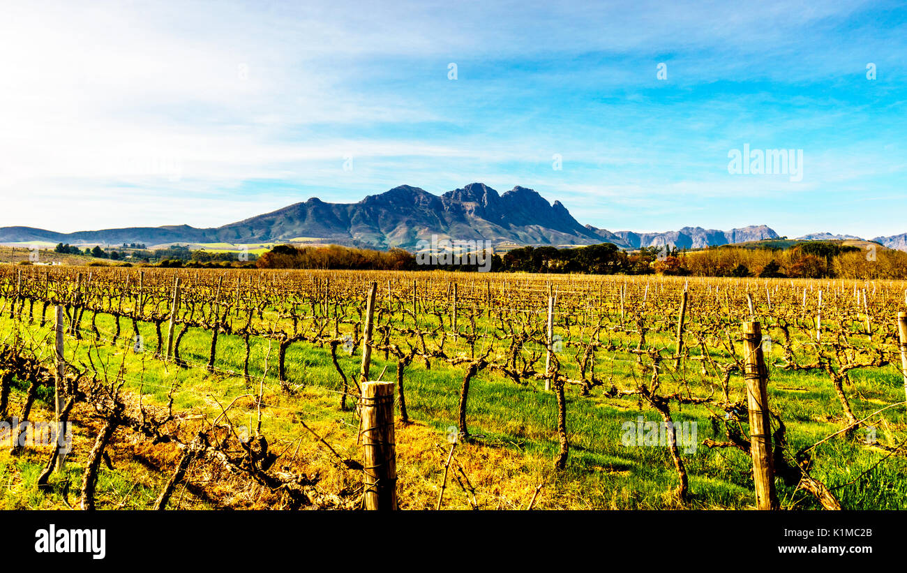 Vineyards in the wine region of Stellenbosch in the Western Cape of ...
