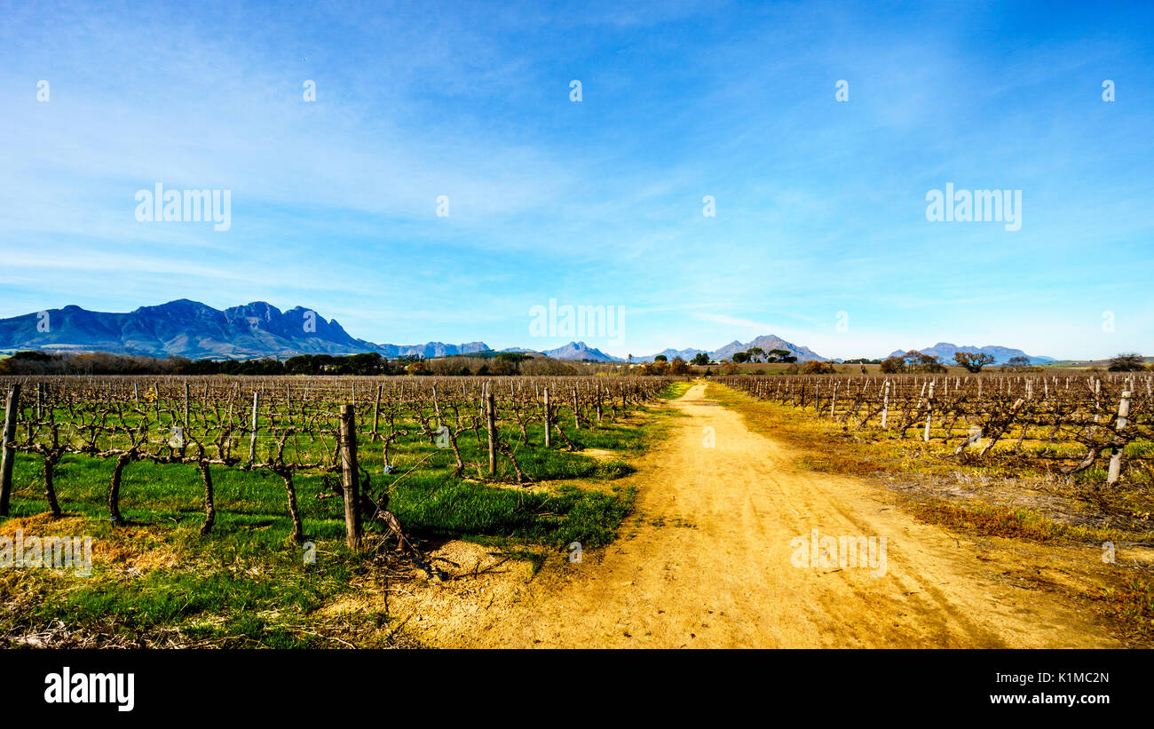 Vineyards in the wine region of Stellenbosch in the Western Cape of ...