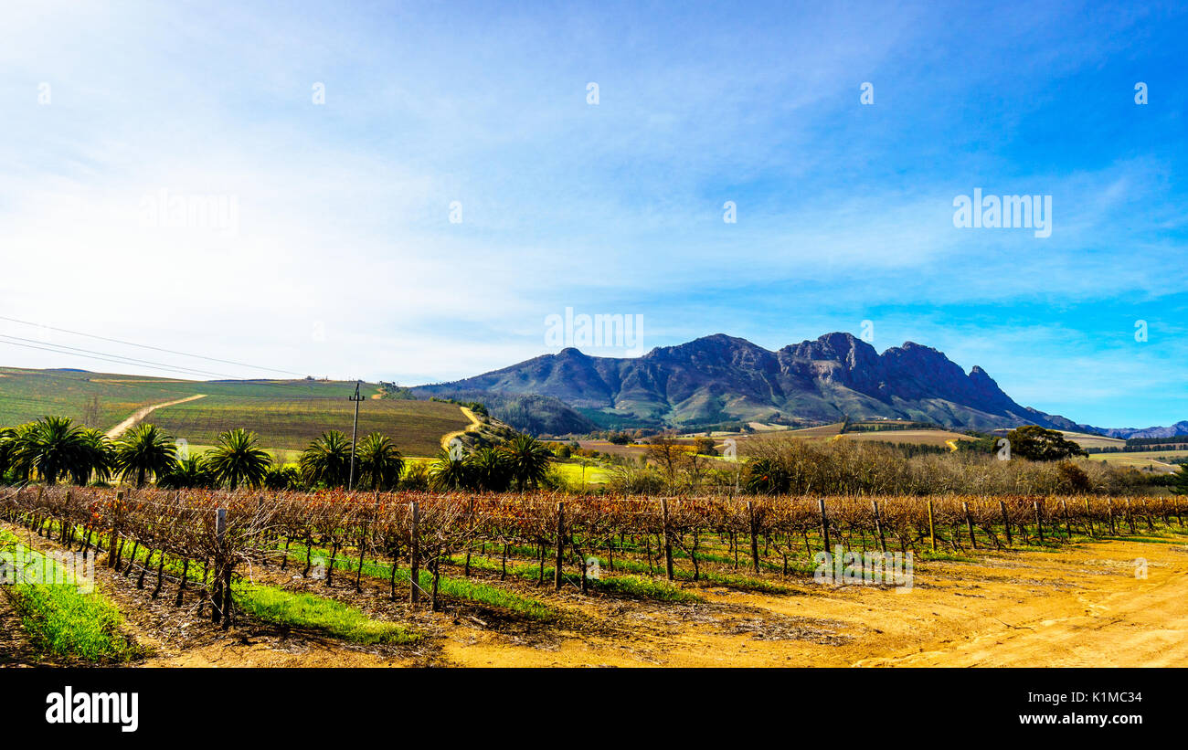 Vineyards in the wine region of Stellenbosch in the Western Cape of ...