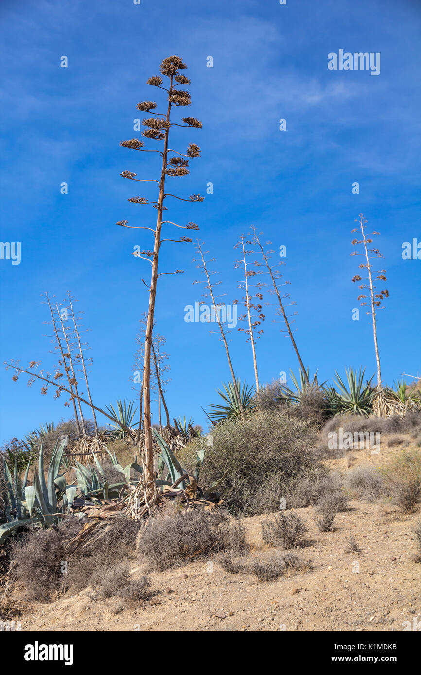 Almeria cabo de gata agave hi-res stock photography and images - Alamy