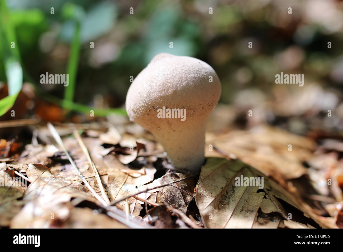 Woodland toadstall hi-res stock photography and images - Alamy