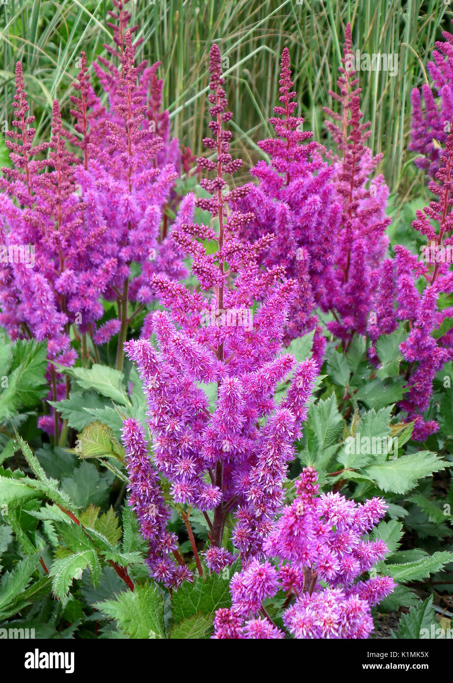 Bunch of Blooming Vivid Purple Astilbe Younique Cerise Flowers with ...