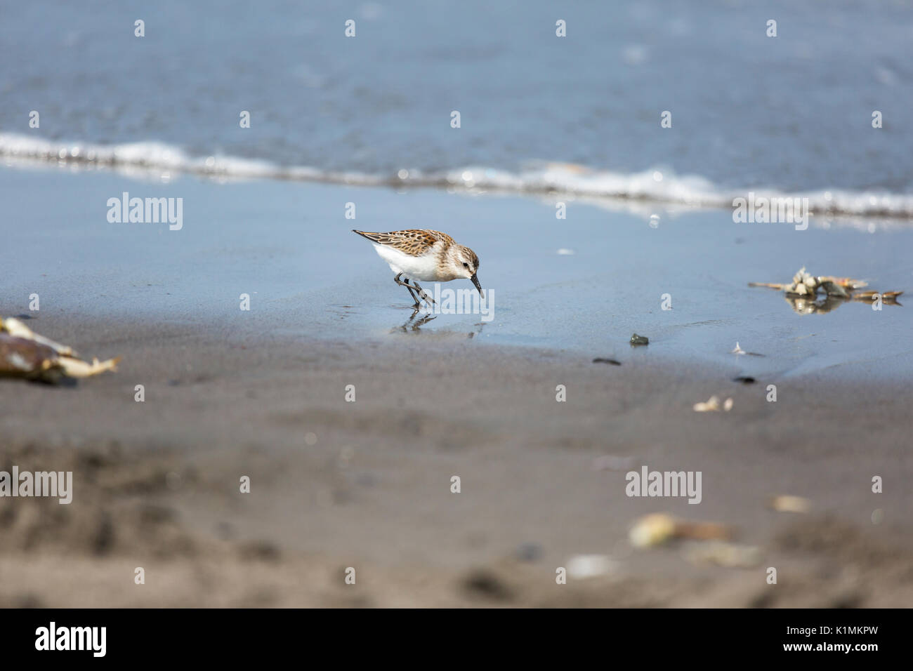 Sanderling sandpiper bird feeding along beach shore Stock Photo - Alamy