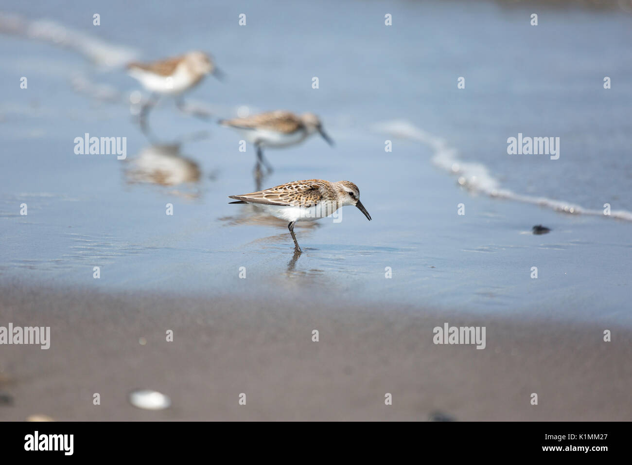 Sanderling sandpiper bird feeding along beach shore Stock Photo - Alamy
