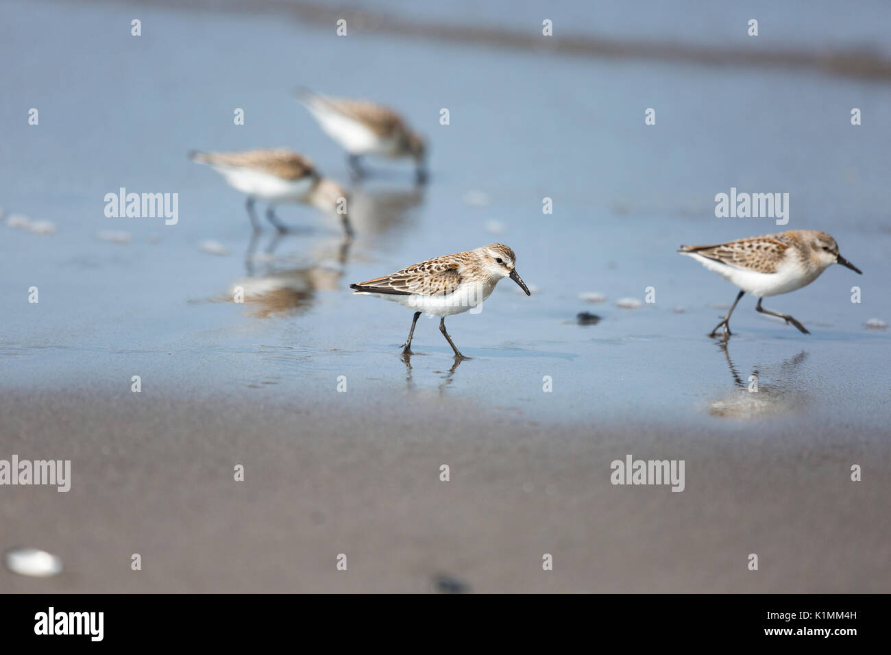 Sanderling sandpiper bird feeding along beach shore Stock Photo - Alamy
