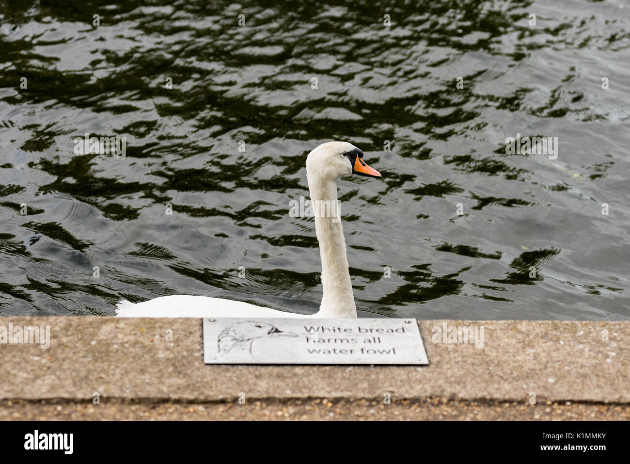 Warning swan hi-res stock photography and images - Alamy