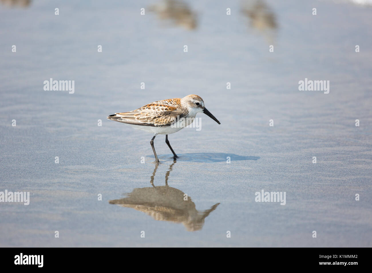 Sanderling sandpiper bird feeding along beach shore Stock Photo - Alamy