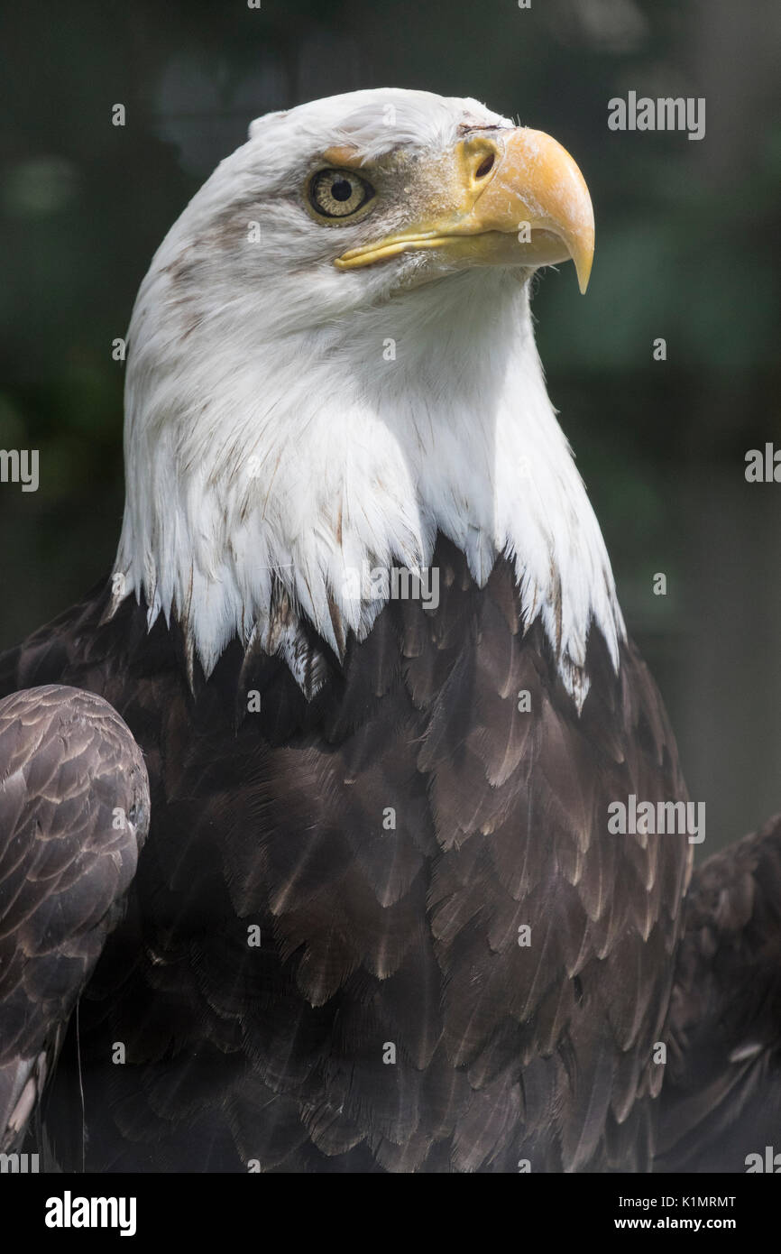 Eagle yellow beak hi-res stock photography and images - Alamy