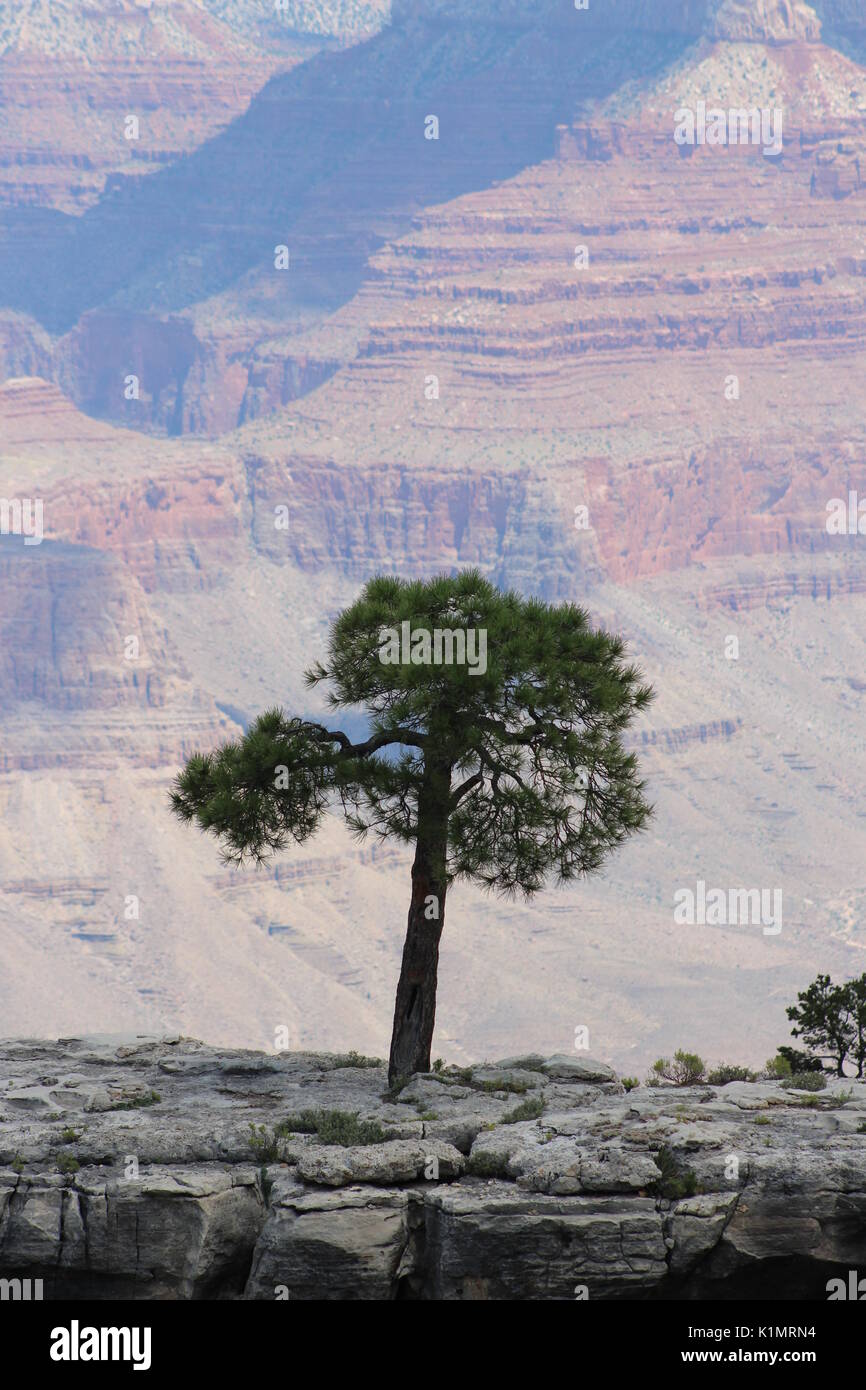 Standalone tree hi-res stock photography and images - Alamy