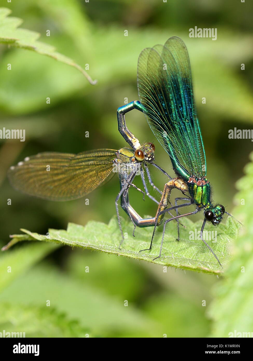 Male and female mating insects hi-res stock photography and images - Alamy
