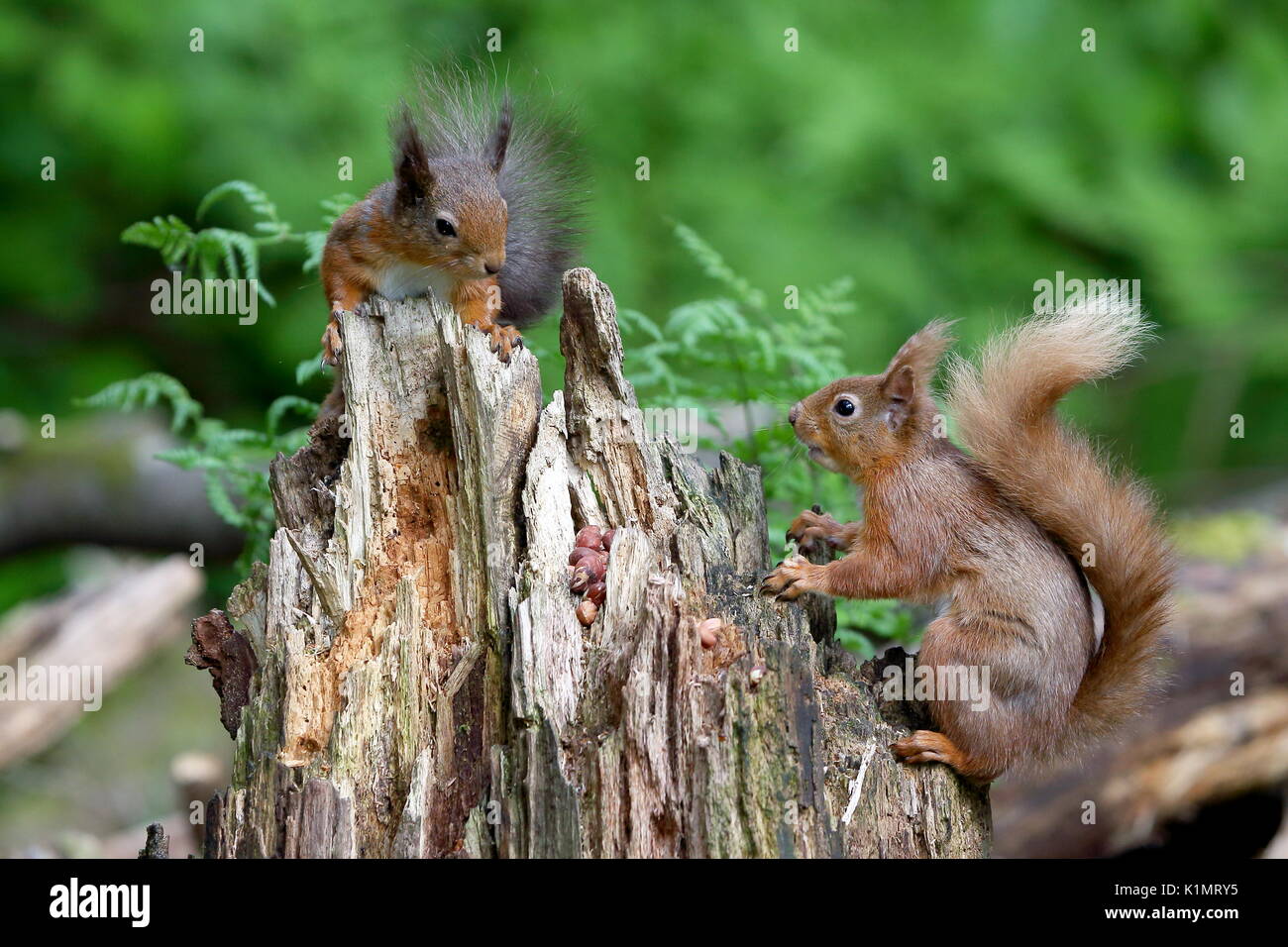 Squirrels claws hi-res stock photography and images - Alamy