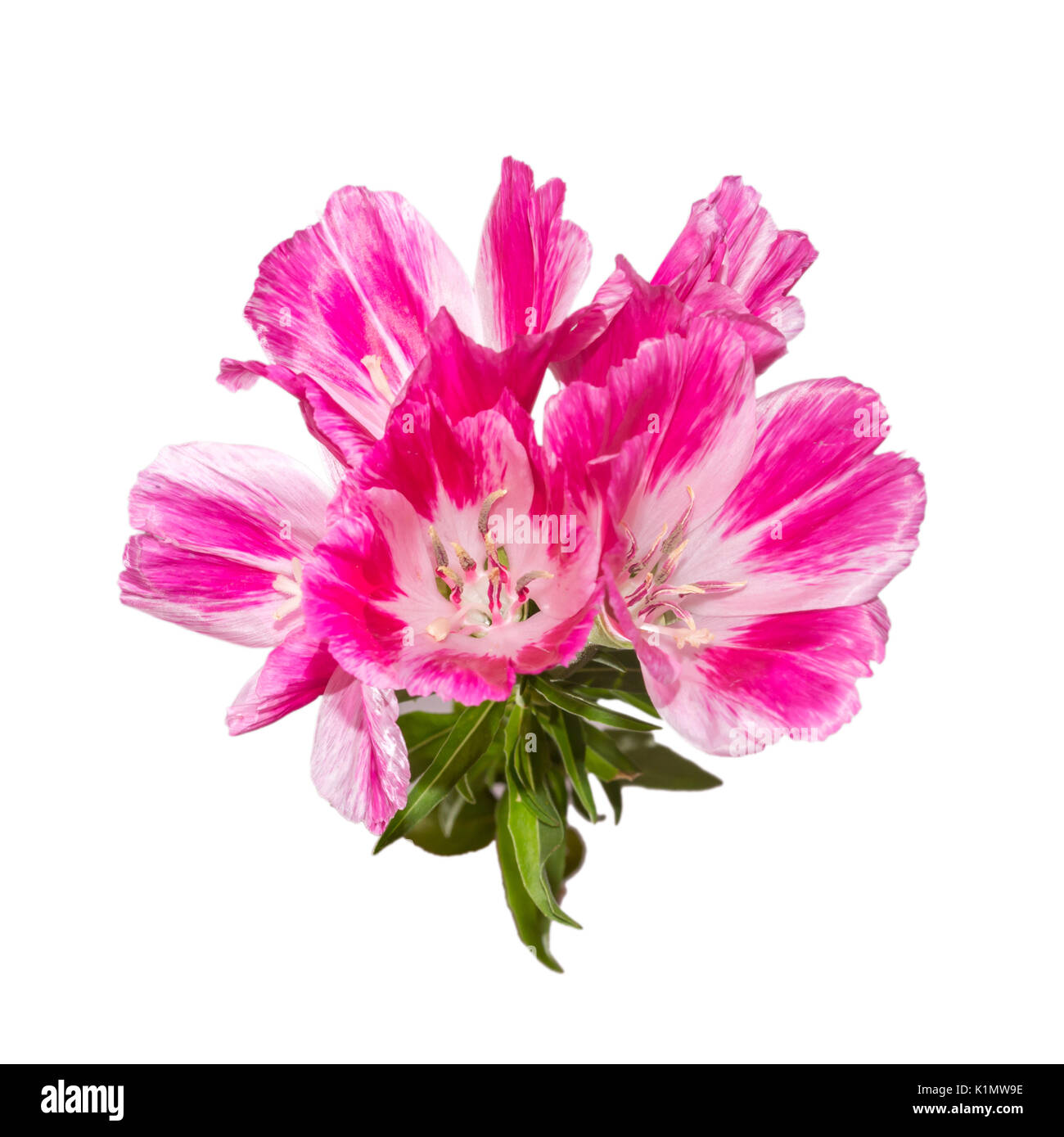 Godetia flower isolated. A branch of beautiful pink and purple spring ...