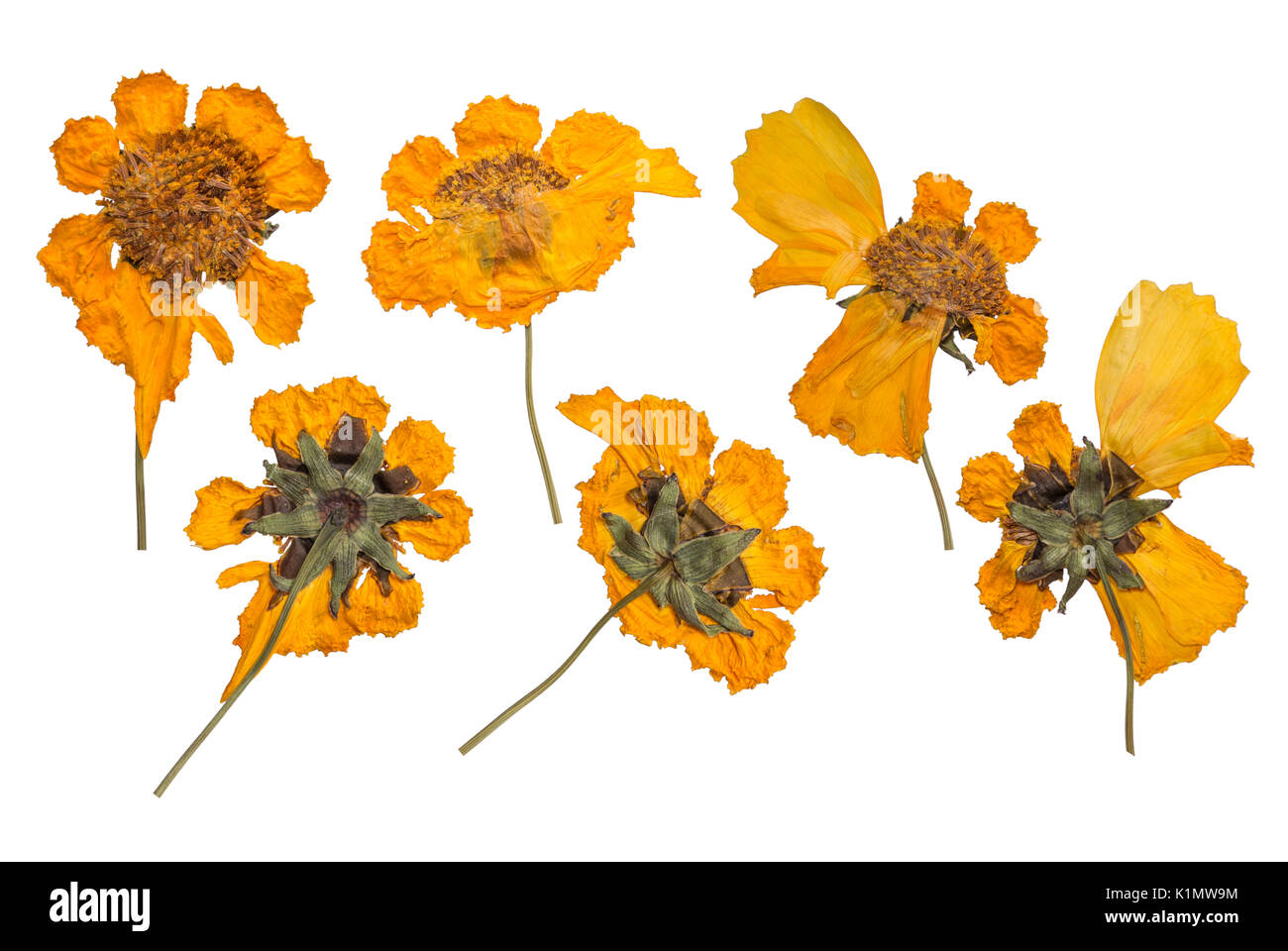 Dried and pressed the spring wild flowers isolated on white background ...