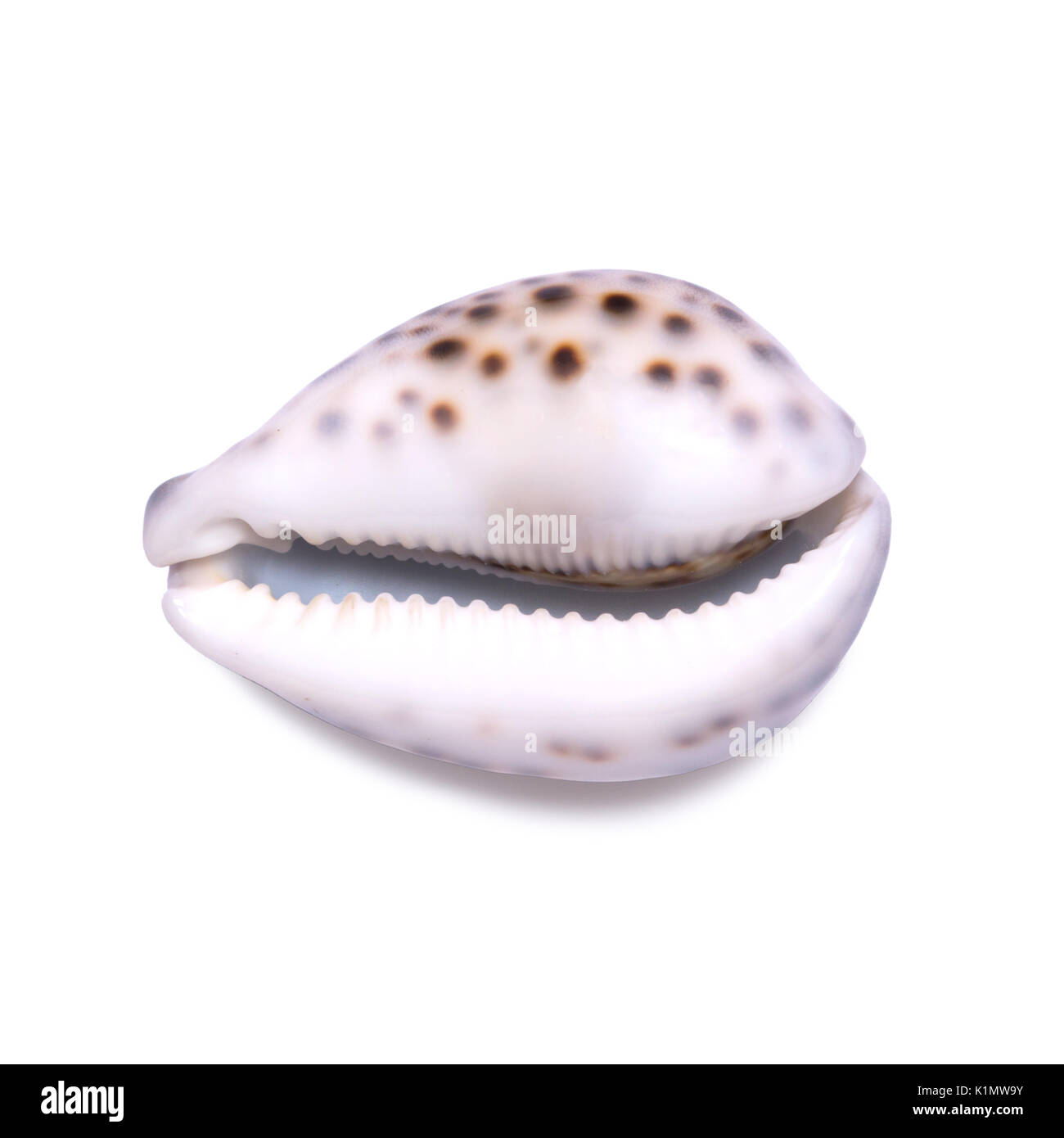 Big beautiful seashell isolated on white background Stock Photo - Alamy