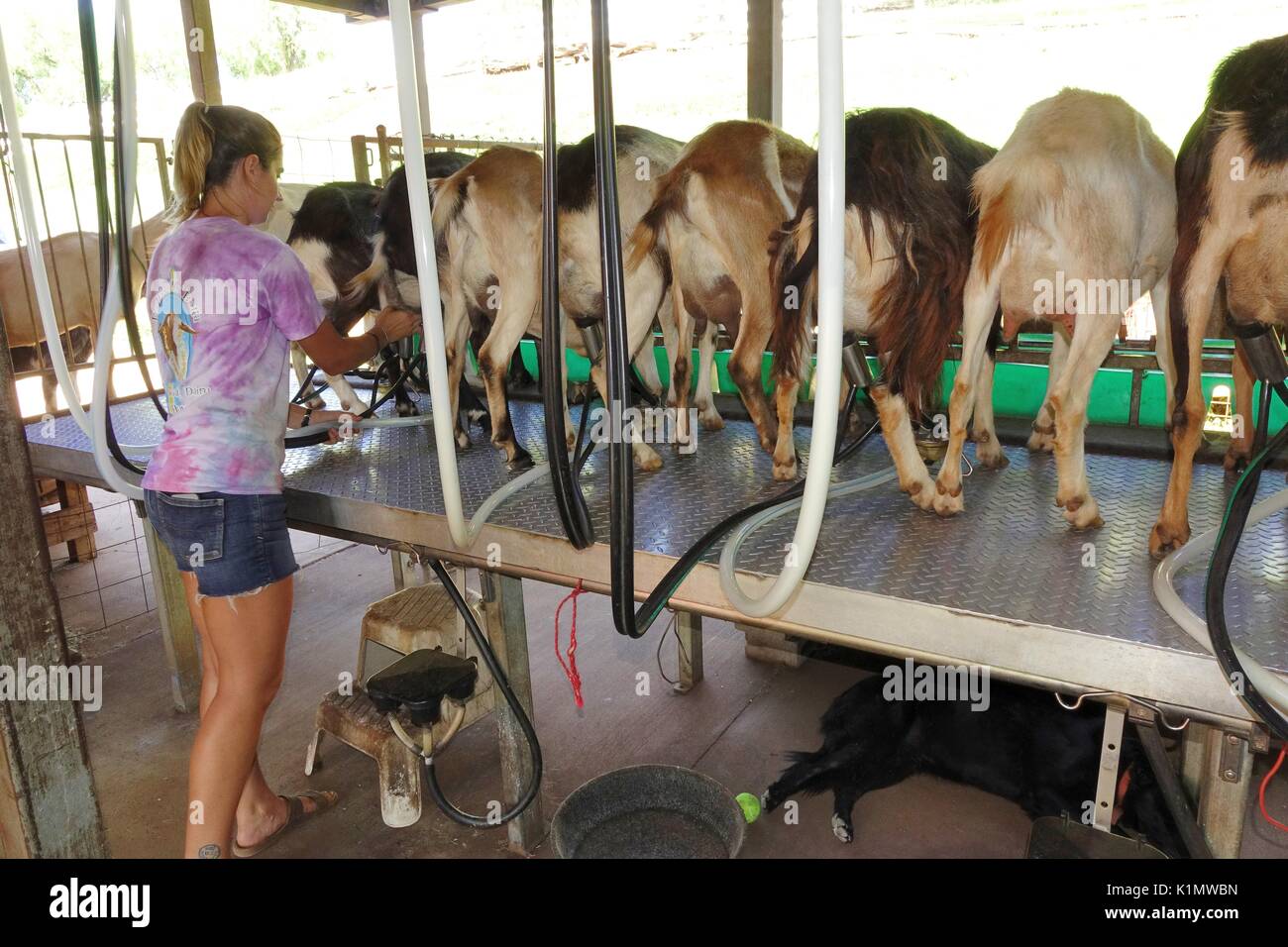 Goats being milked by machine, Surfing Goat Dairy, Kula, Maui, Hawaii ...