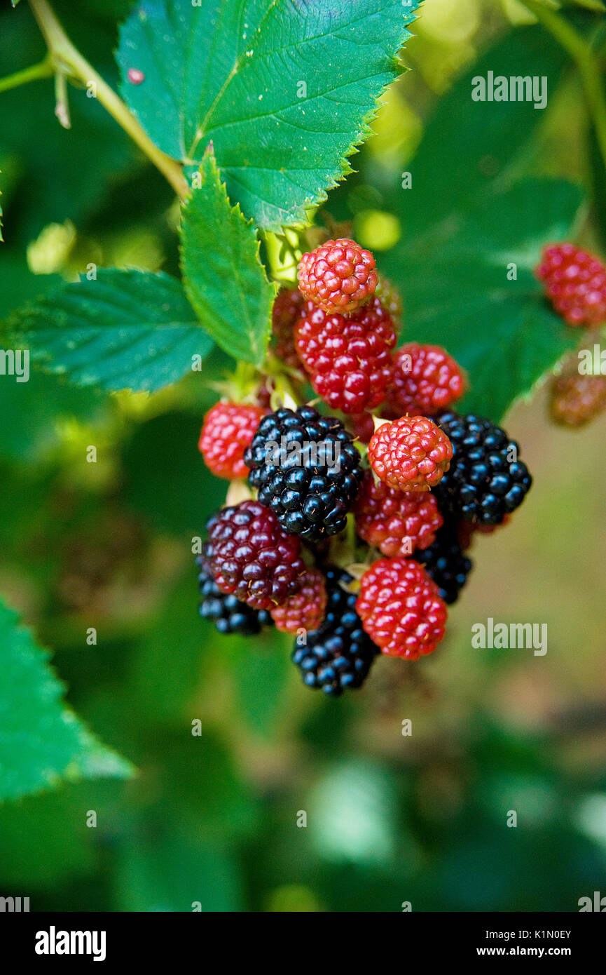 Australian berries hi-res stock photography and images - Alamy