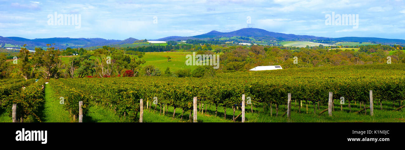 vineyard Orange N.S.W. Australia Stock Photo - Alamy