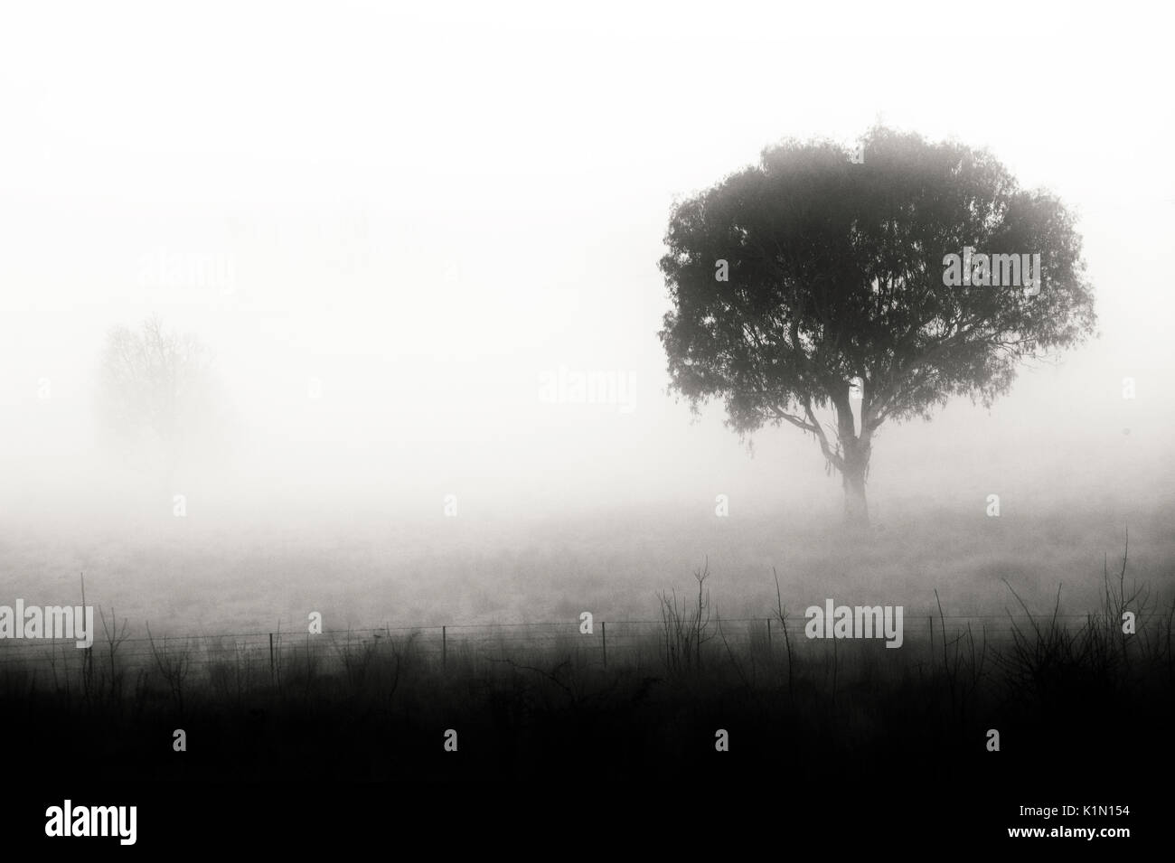 Hazard tree hi-res stock photography and images - Alamy