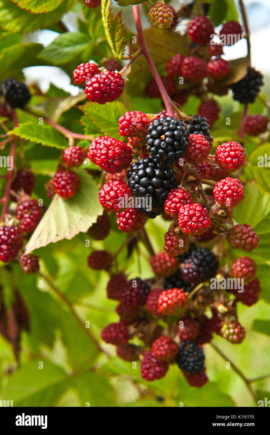 Australian berries hi-res stock photography and images - Alamy