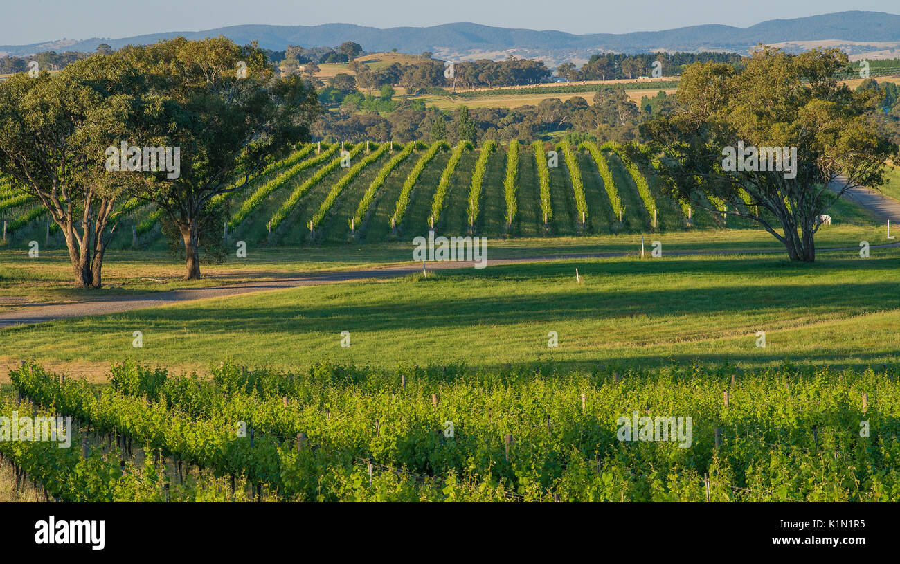 Vineyard at altitude hi-res stock photography and images - Alamy