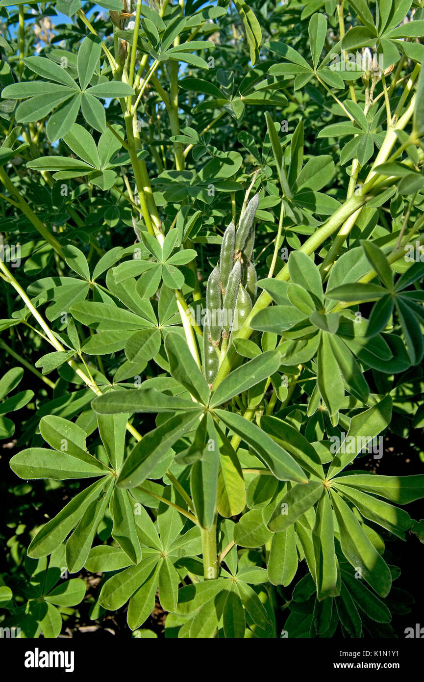 White and pink lupins hi-res stock photography and images - Alamy