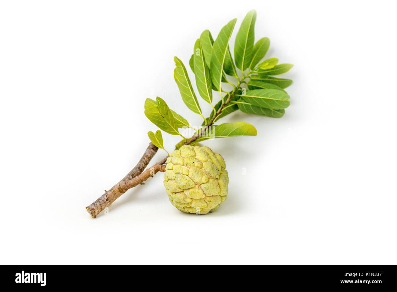 Sweet juicy ripe custard Cut Out Stock Images & Pictures - Alamy