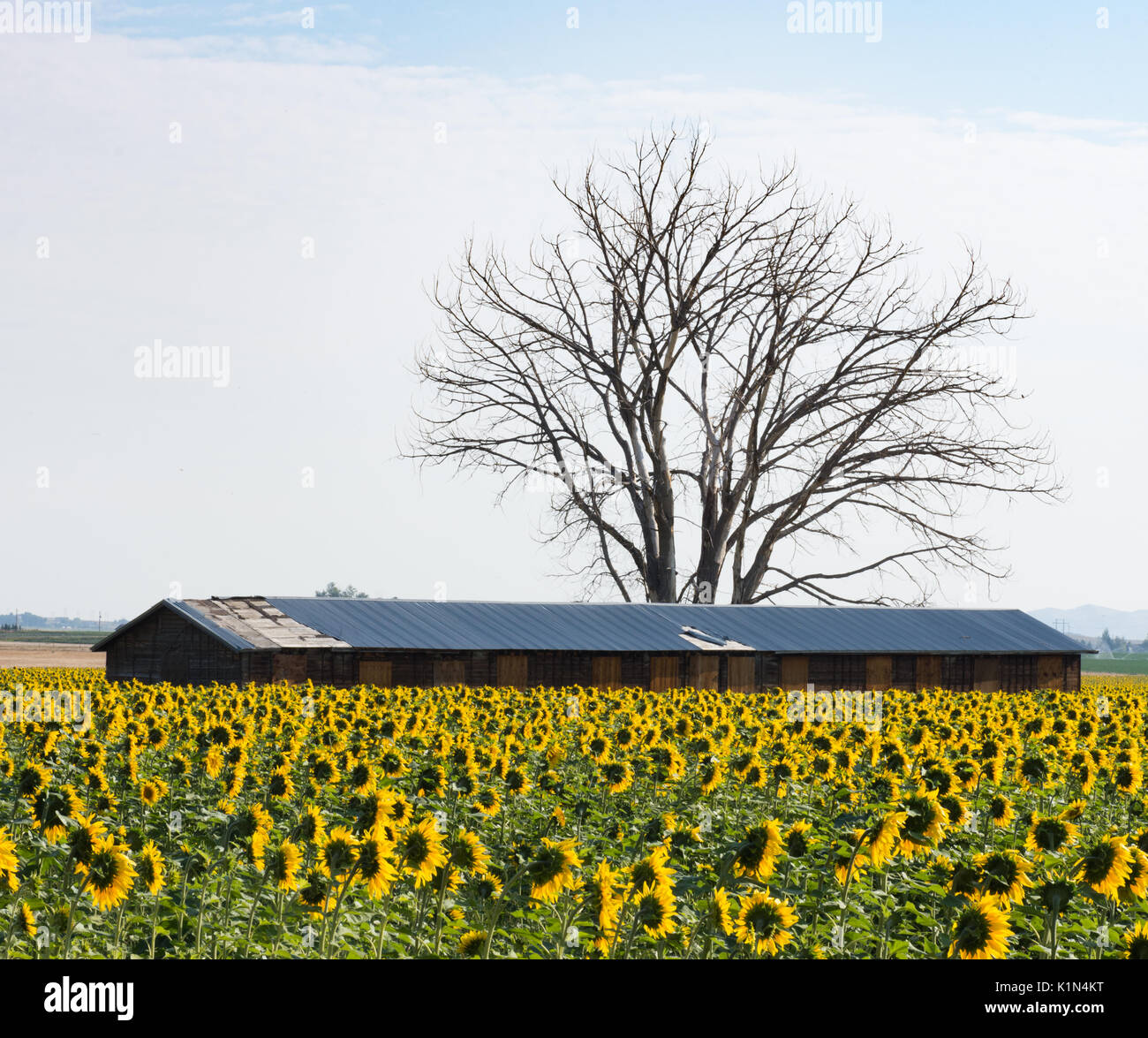 Barn and sunflowers hi-res stock photography and images - Alamy