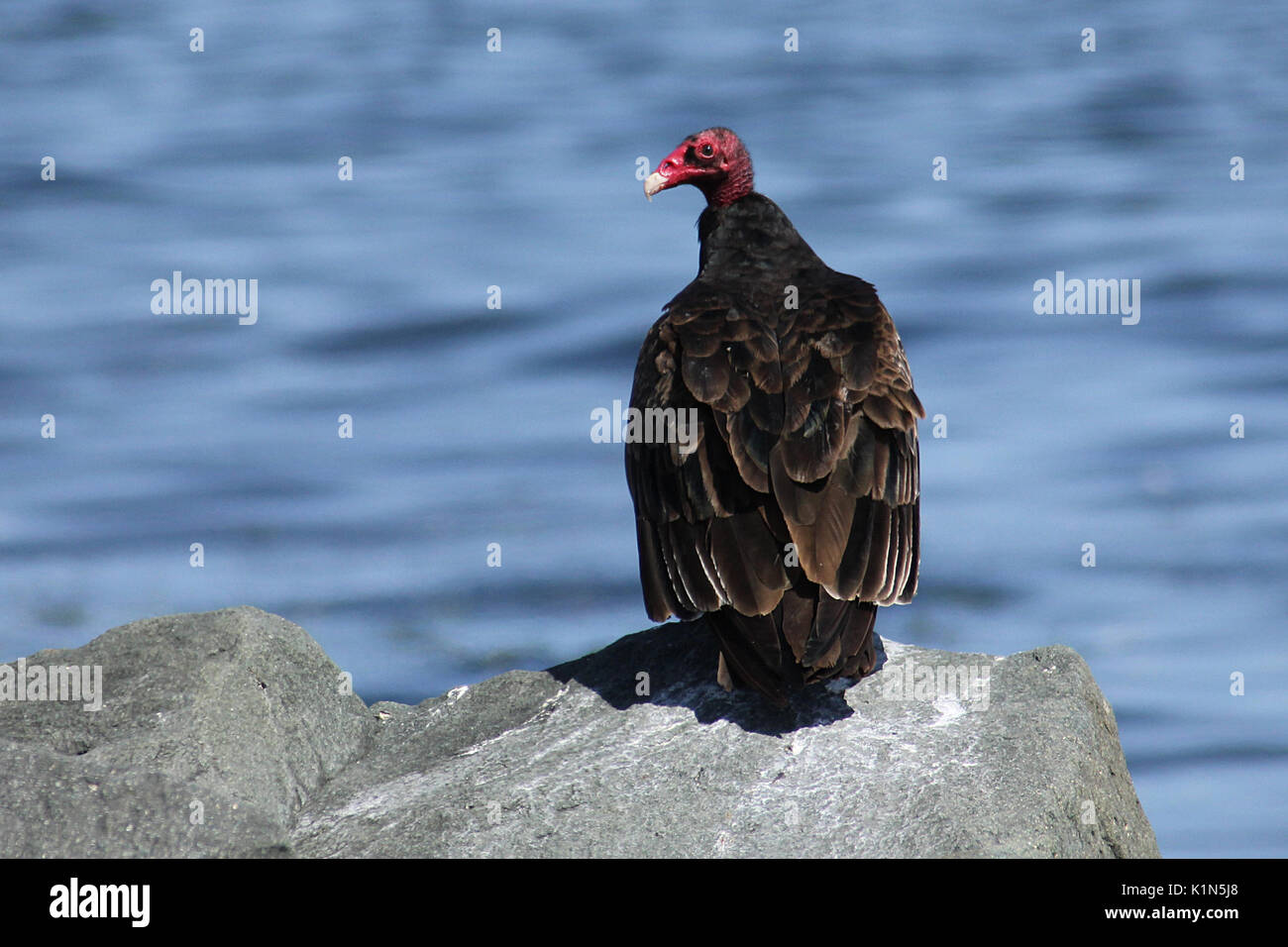 Black vulture on the ground hi-res stock photography and images - Alamy