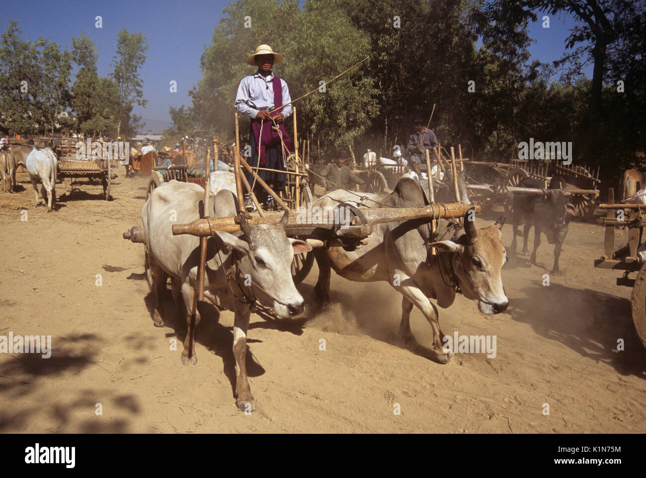 Bullock cart leaving five-day market at Nampan, Inle (Inlay) Lake ...