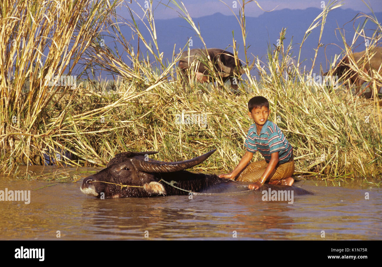 Child Water Buffalo High Resolution Stock Photography and Images - Alamy