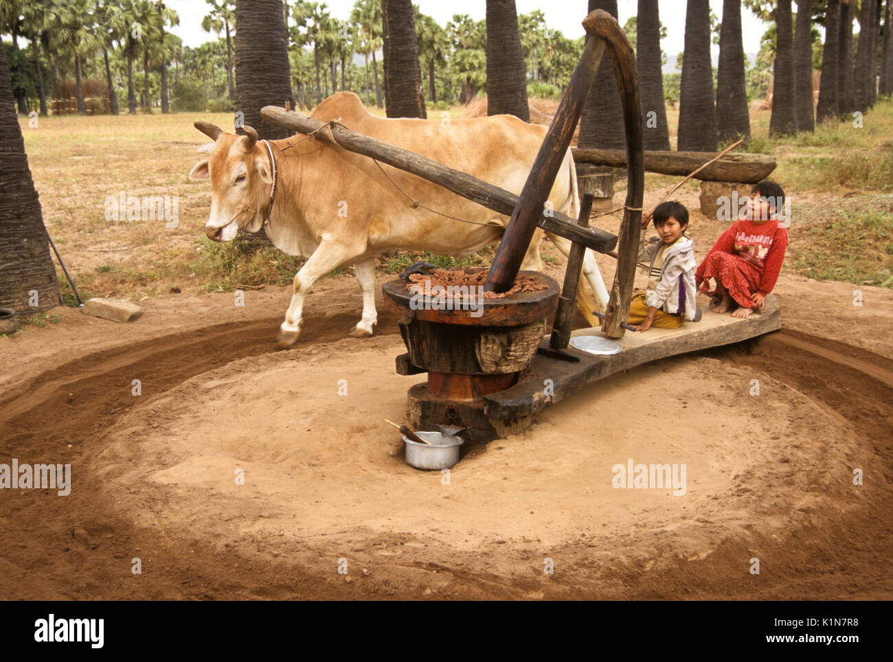 Children and bullock grinding peanuts to make cooking oil, Burma ...