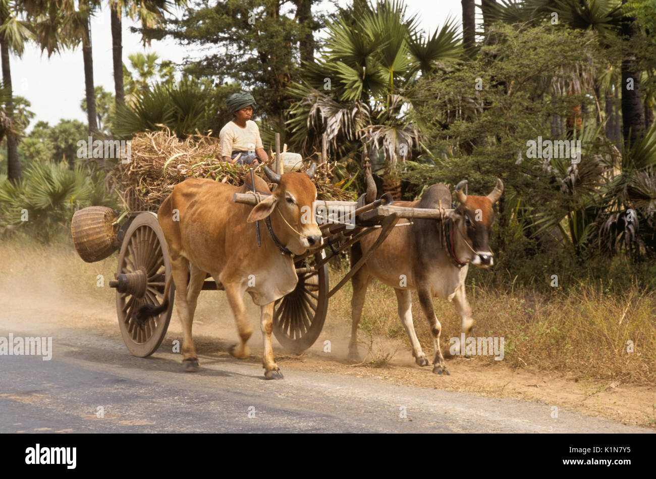 Ox bullock cart farmer hi-res stock photography and images - Alamy