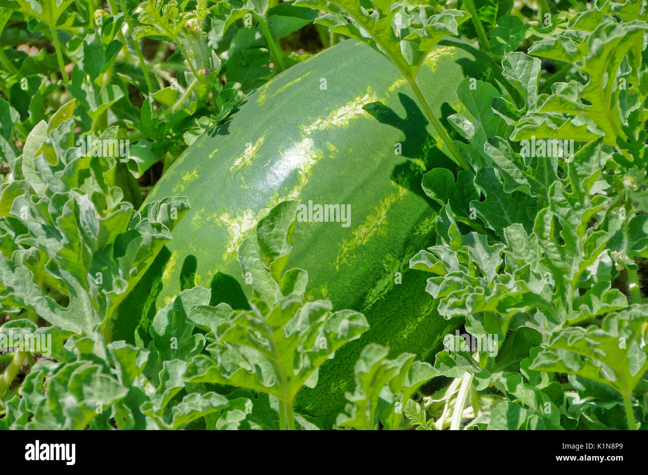 Watermelon field crop hi-res stock photography and images - Alamy